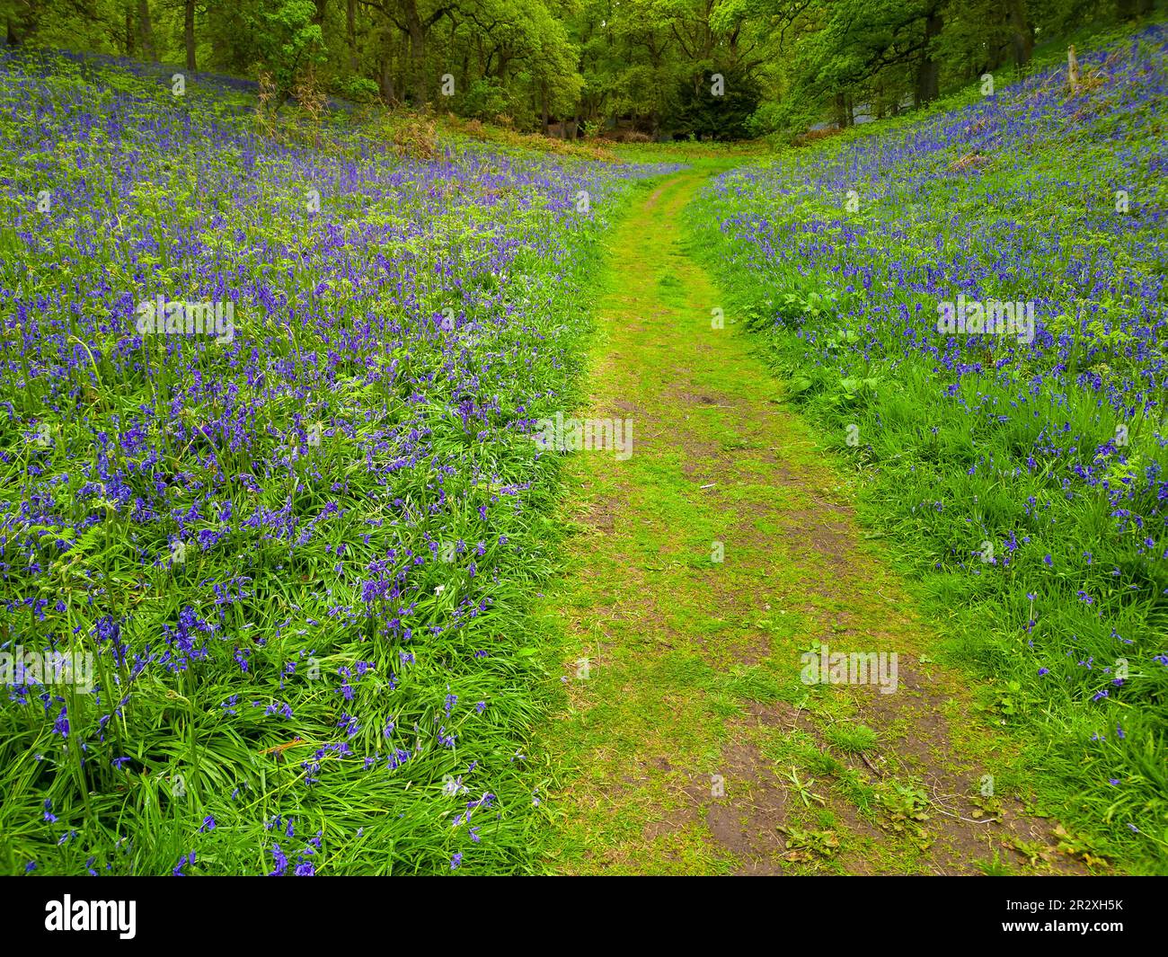 Kinclaven bluebell wood scotland hi-res stock photography and images ...