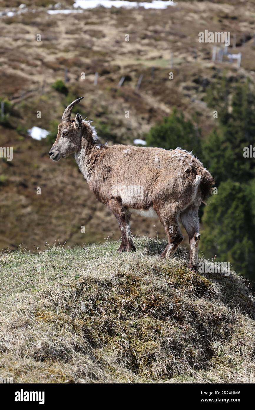 Alpensteinbock foto hi-res stock photography and images - Alamy