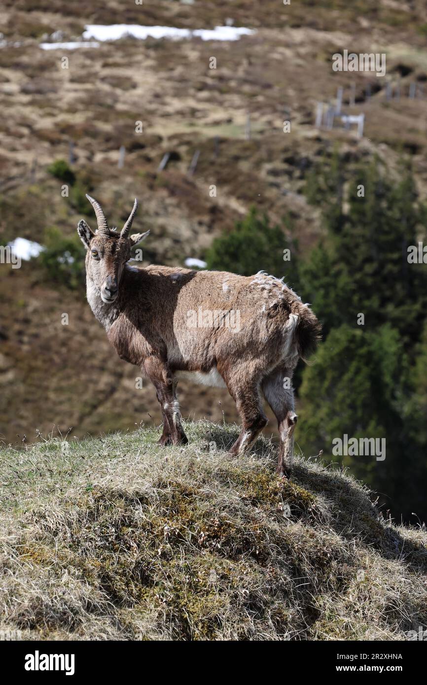 Alpensteinbock foto hi-res stock photography and images - Alamy