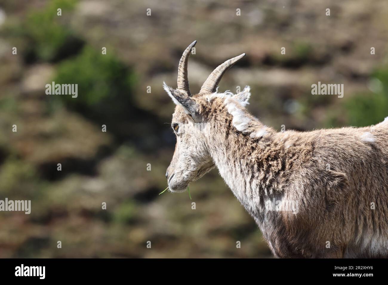 Alpensteinbock foto hi-res stock photography and images - Alamy