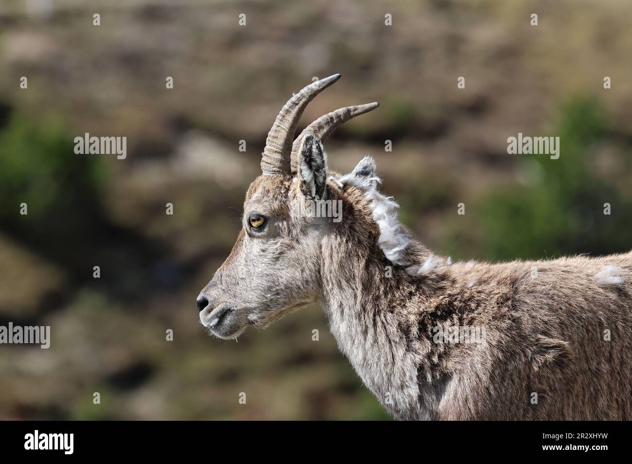 Alpensteinbock foto hi-res stock photography and images - Alamy