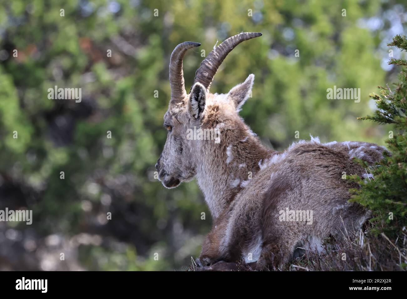 Alpensteinbock foto hi-res stock photography and images - Alamy