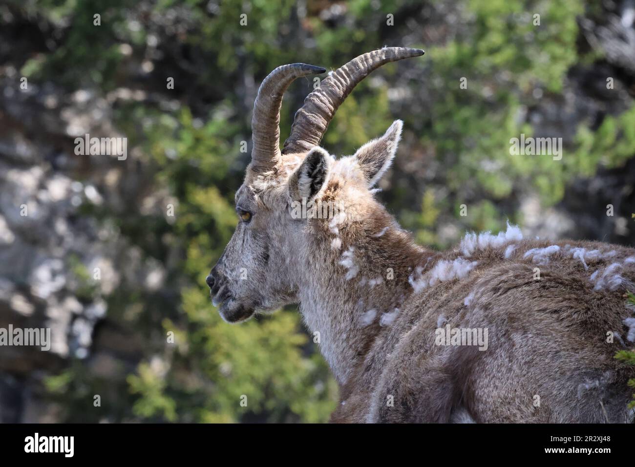 Alpensteinbock foto hi-res stock photography and images - Alamy