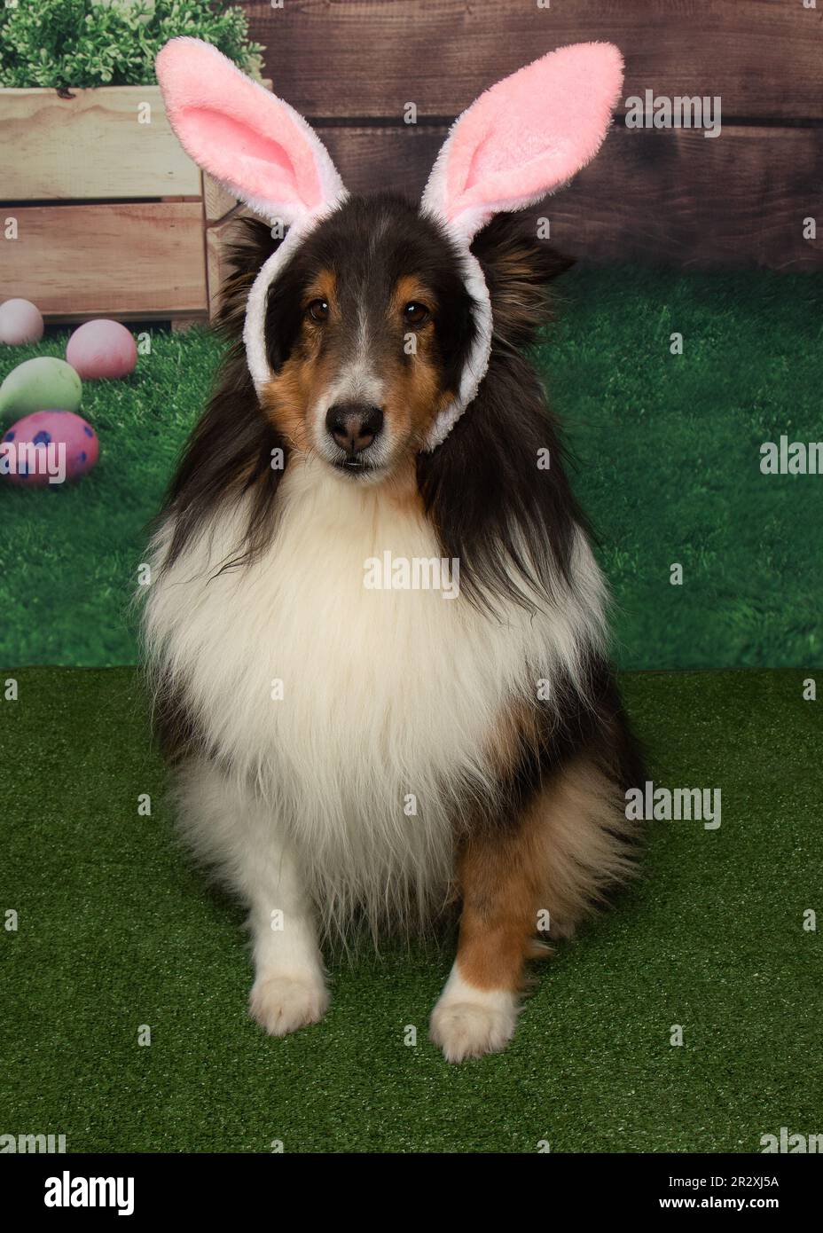 cute shetland sheepdog dog wearing bunny rabbit ear Easter green grass ...