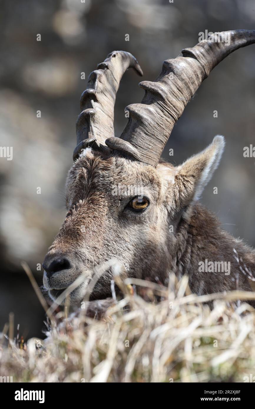 Alpensteinbock foto hi-res stock photography and images - Alamy
