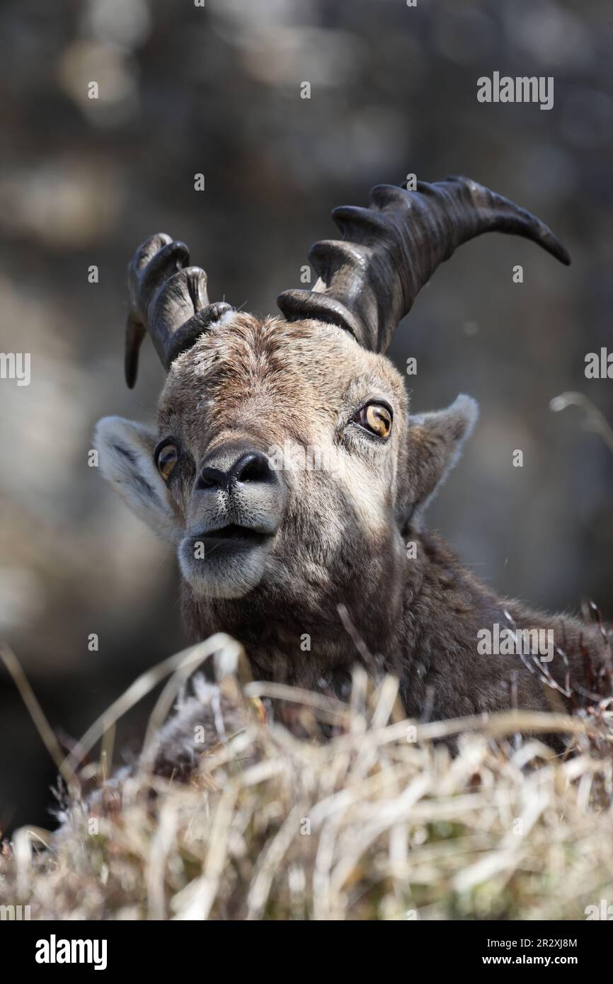 Alpensteinbock foto hi-res stock photography and images - Alamy
