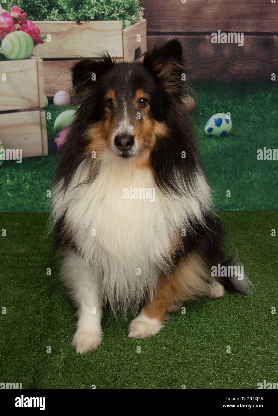 cute shetland sheepdog dog Easter eggs green grass portrait Stock Photo ...