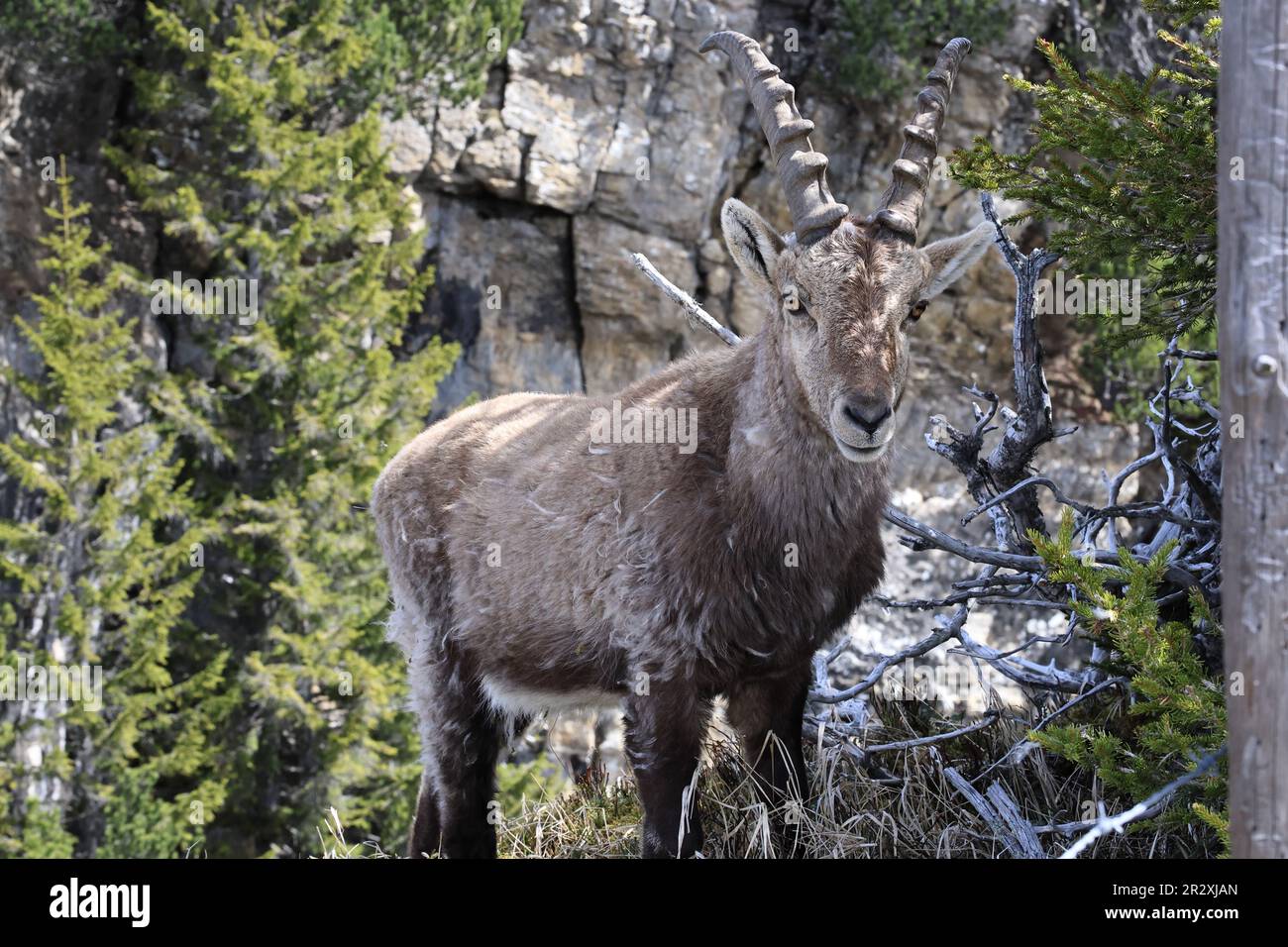 Alpensteinbock foto hi-res stock photography and images - Alamy