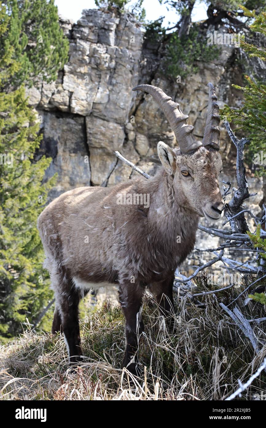 Alpensteinbock foto hi-res stock photography and images - Alamy