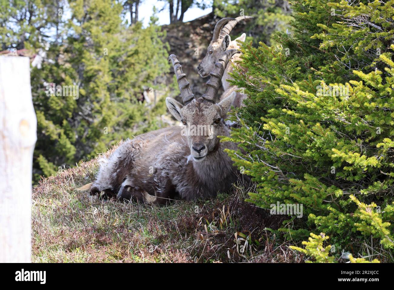 Alpensteinbock foto hi-res stock photography and images - Alamy