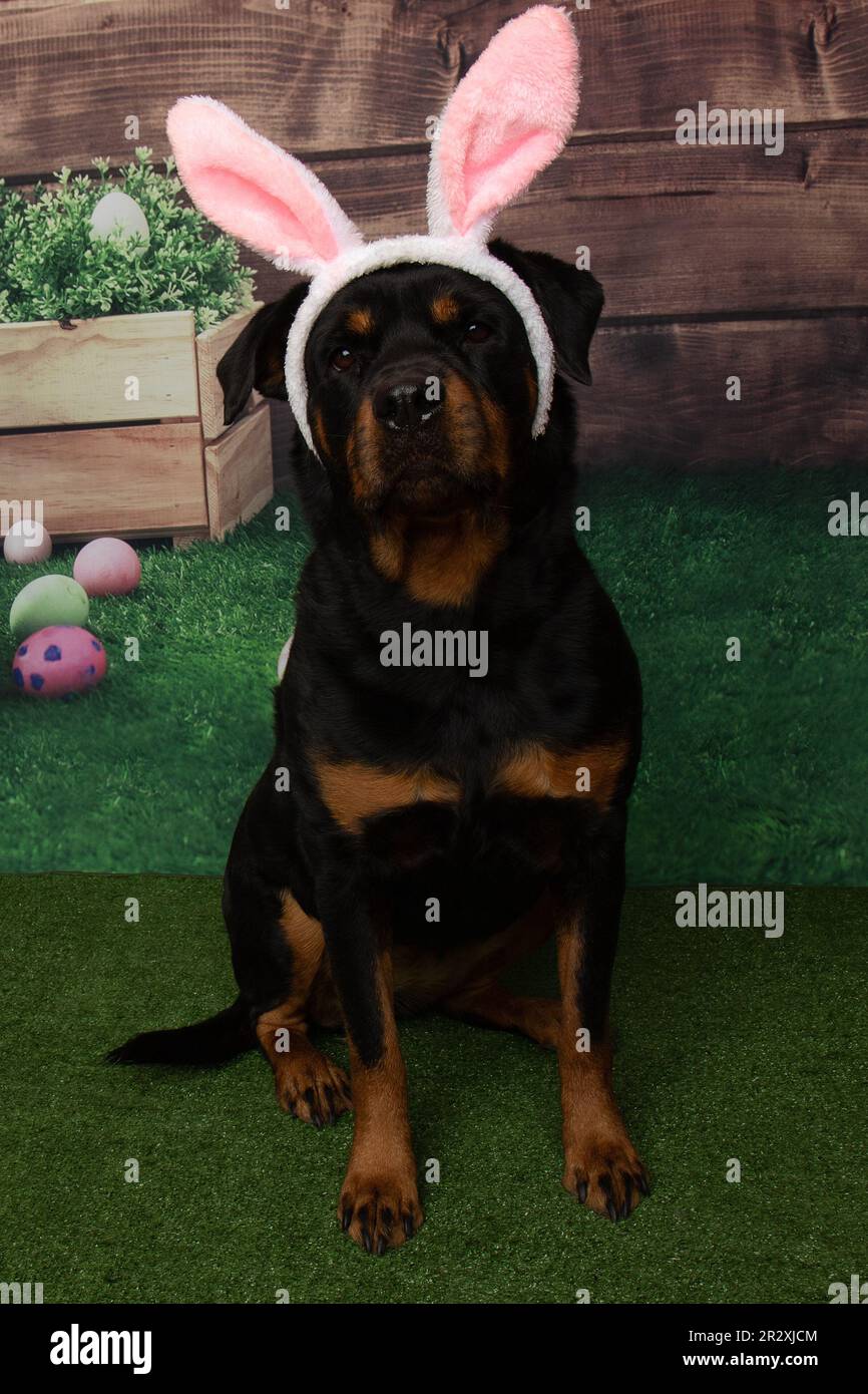cute rottweiler dog wear bunny rabbit ears Easter eggs green grass ...
