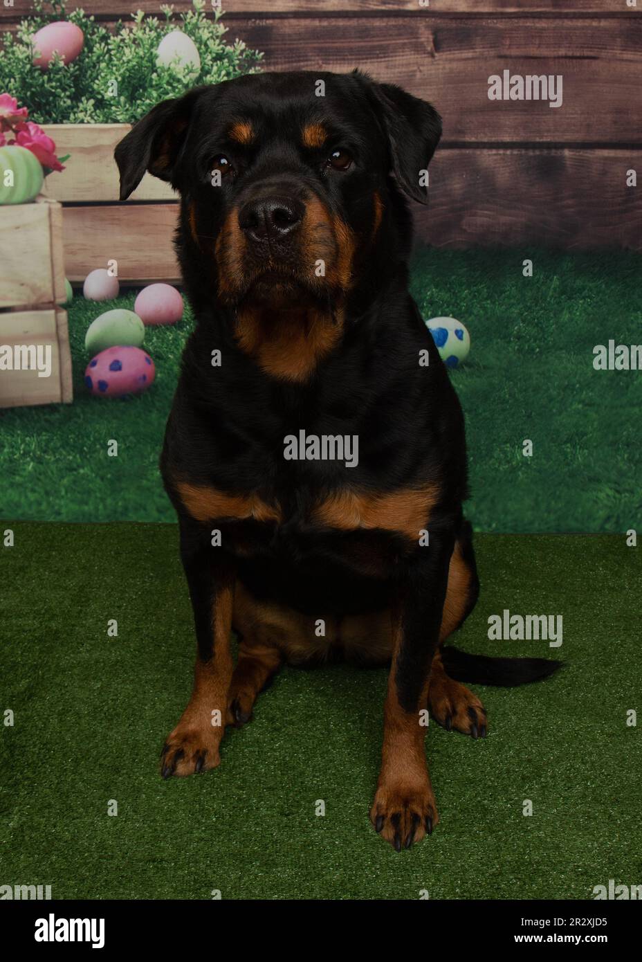 cute rottweiler dog Easter eggs green grass spring portrait Stock Photo ...