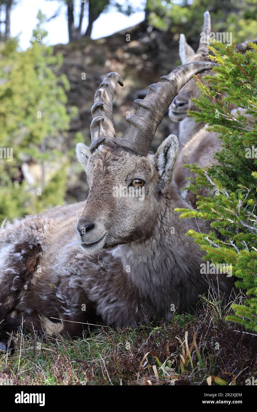 Alpensteinbock foto hi-res stock photography and images - Alamy