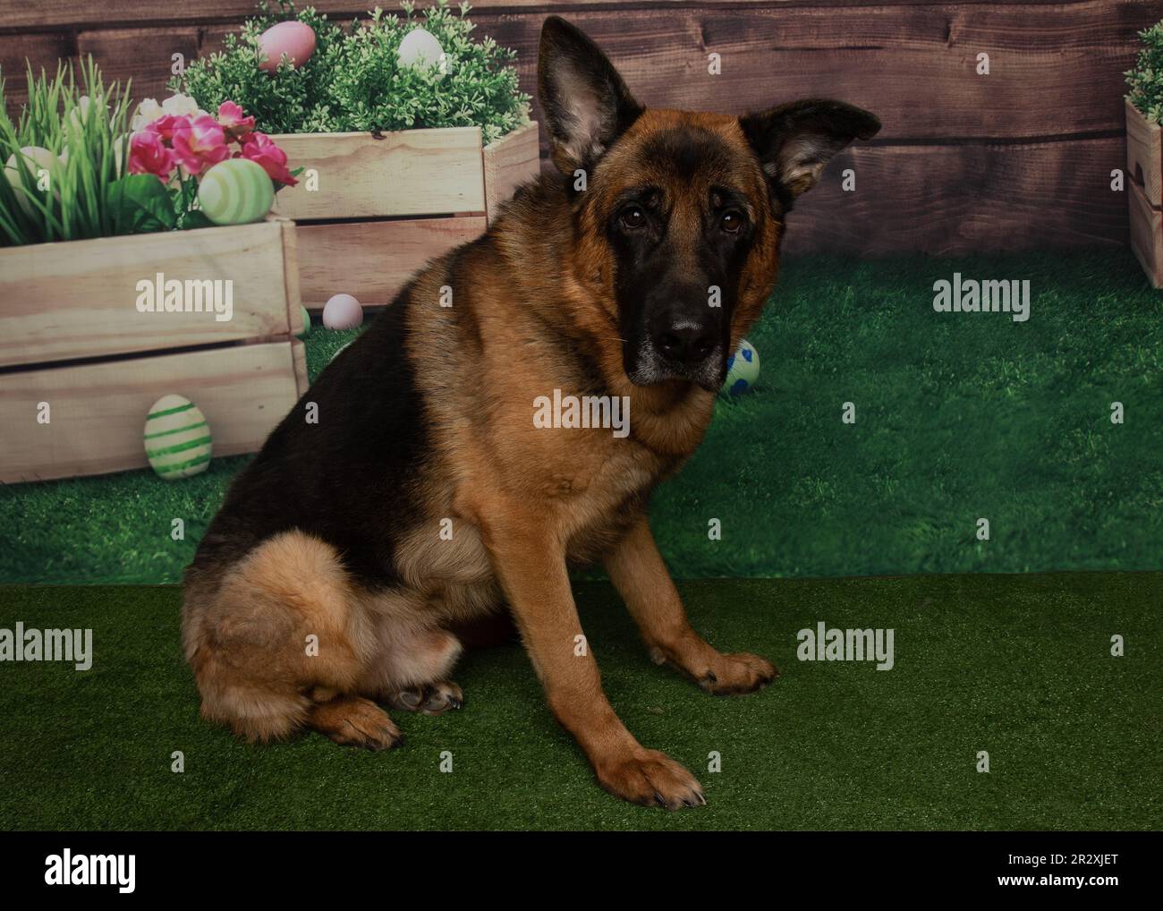 cute german shepherd dog wearing Easter eggs green grass spring ...