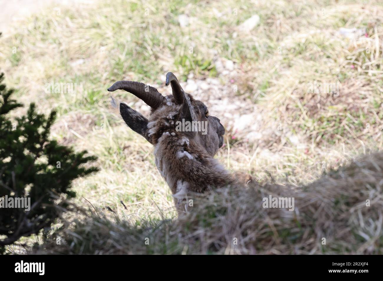 Alpensteinbock foto hi-res stock photography and images - Alamy