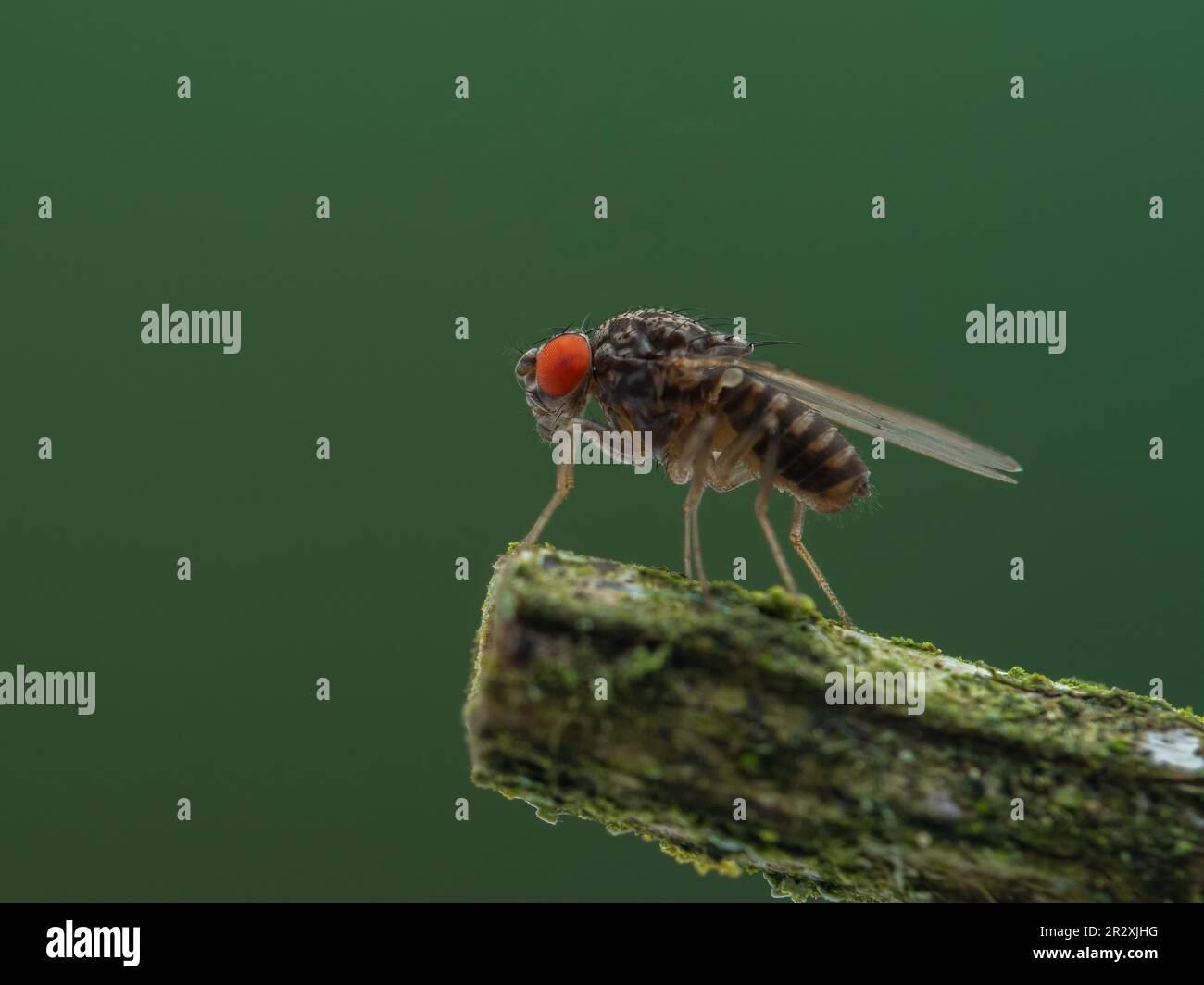 Side view of a large fruit fly (Drosophila hydei) with bright red eyes ...