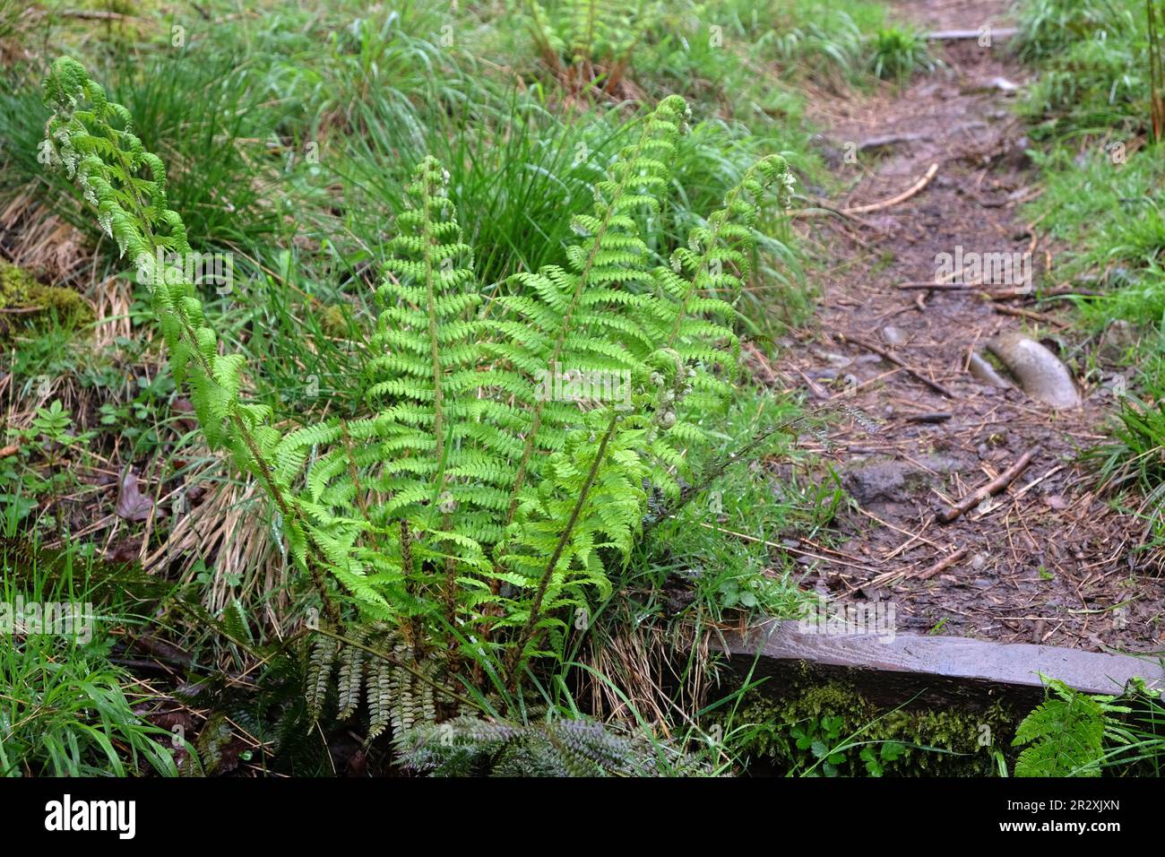 May 2023 - Ferns growing on the trail above Cheddar gorge, Somerset ...