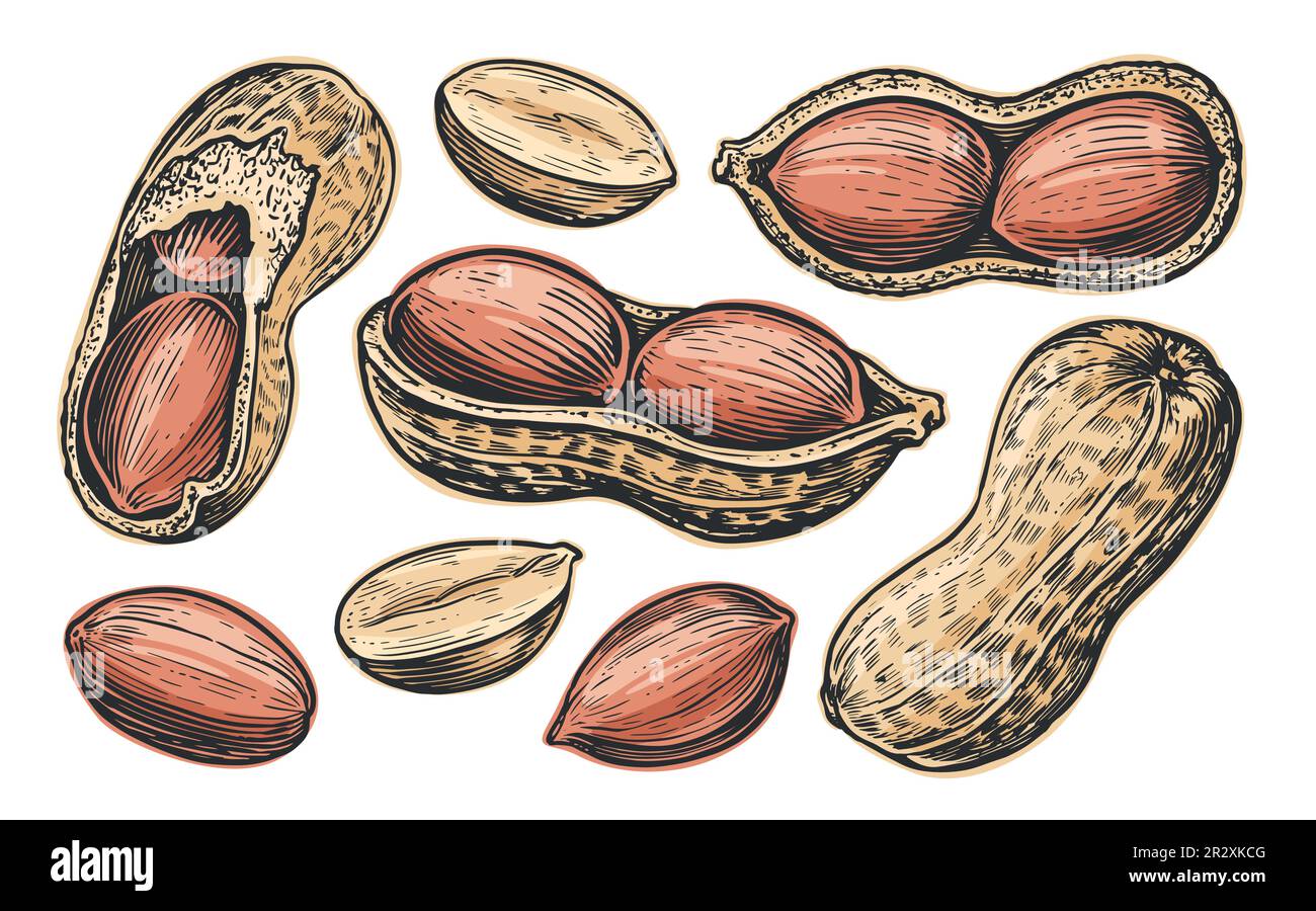 Peanut set isolated. Groundnuts vector. Hand drawn nuts illustration ...