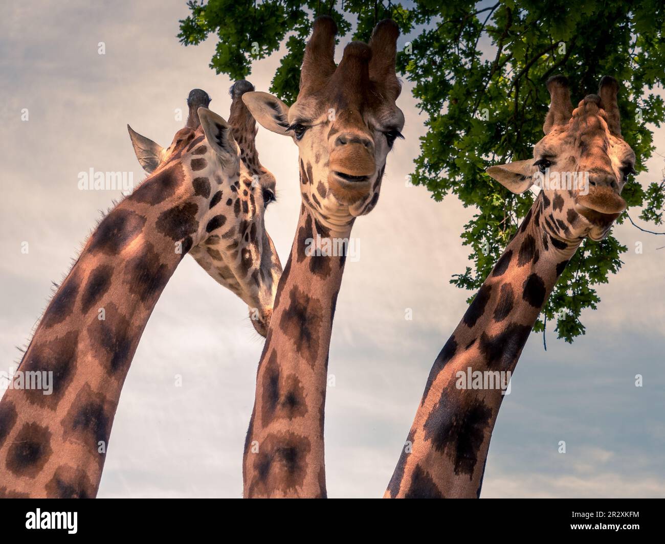 giraffes - heads of african giraffe animals photo from below Stock ...