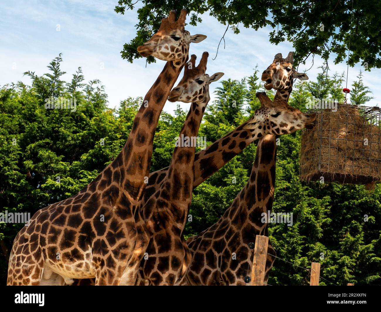 giraffes - heads of african giraffe animals photo from below Stock ...