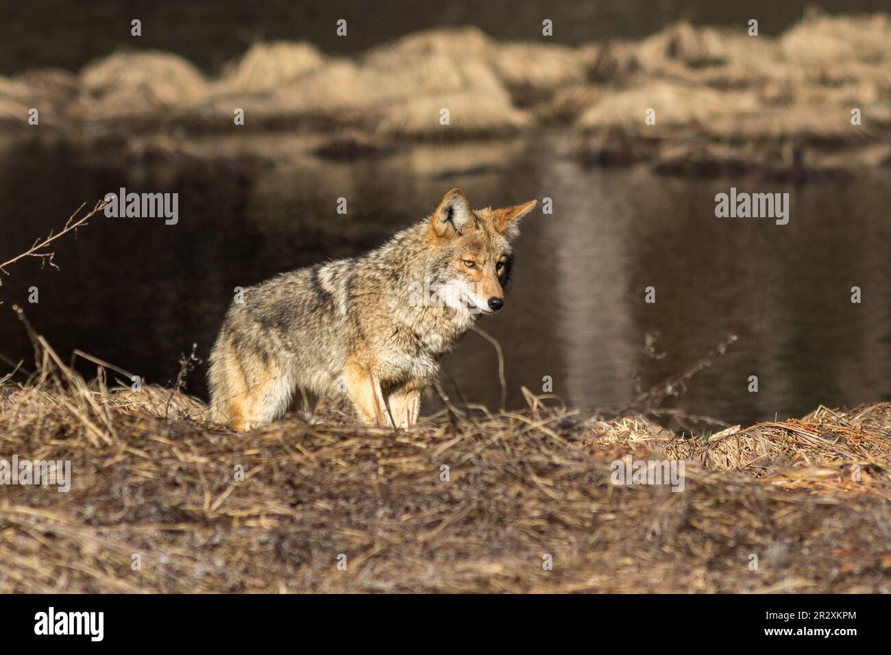 Coyote hunting in Yosemite Valley. California, Yosemite National Park ...