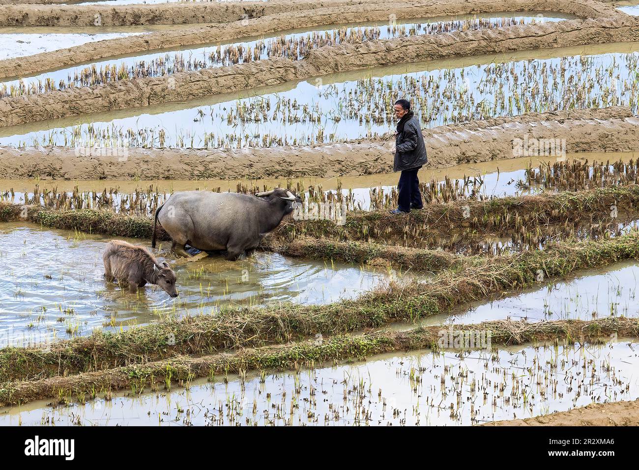 Water buffalo rice paddy china hi-res stock photography and images - Alamy
