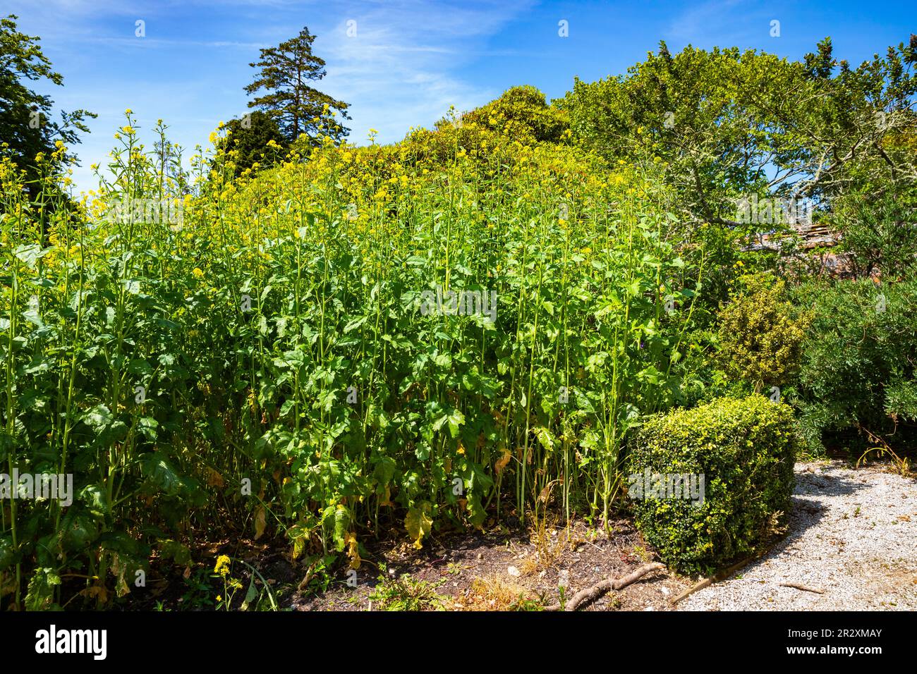 Mature mustard seed plants hi-res stock photography and images - Alamy