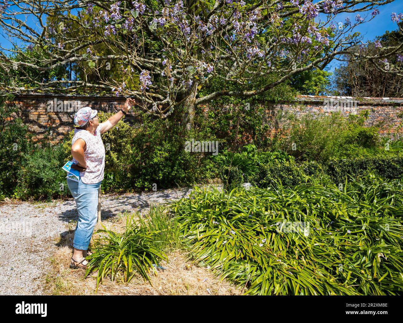 Visitors in the Trevince Gardens Estate, Gwenapp,Cornwall Stock Photo ...