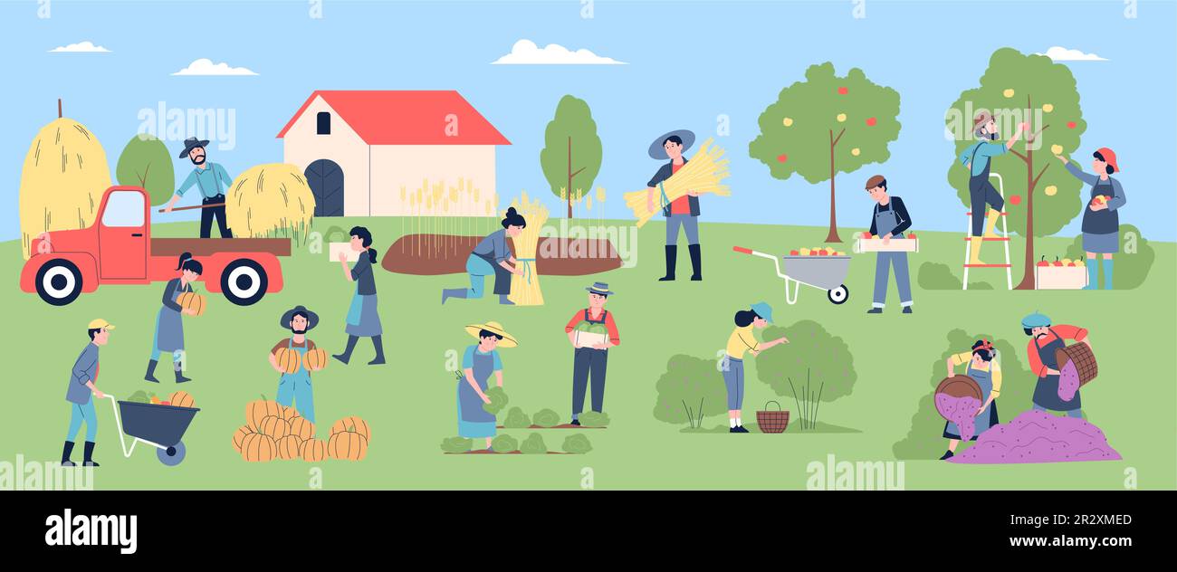 People working on farm. Rural agriculture scene, harvest and picking ...