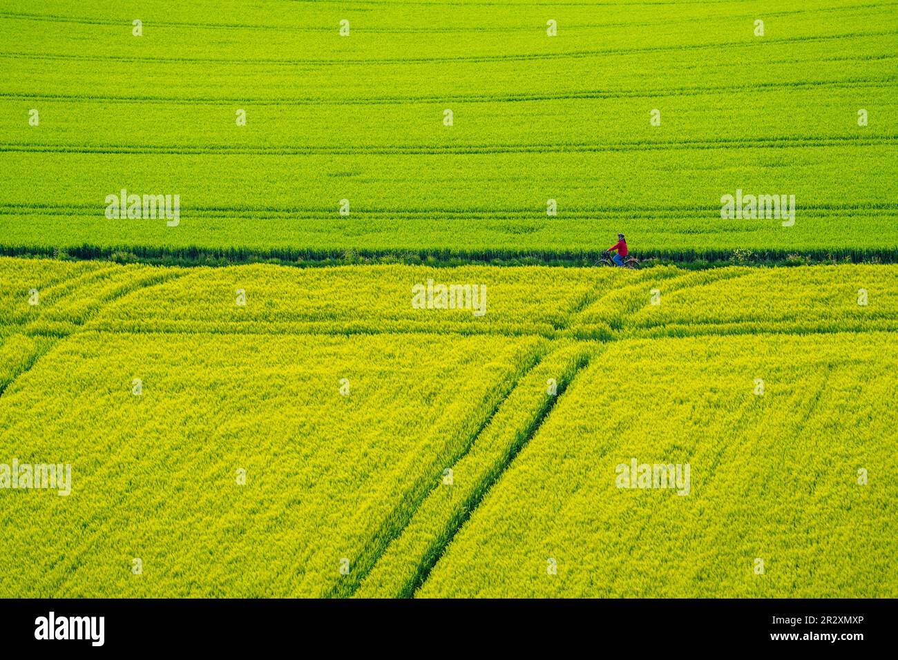 Cereal fields in spring, still green and fresh in growth, field path ...