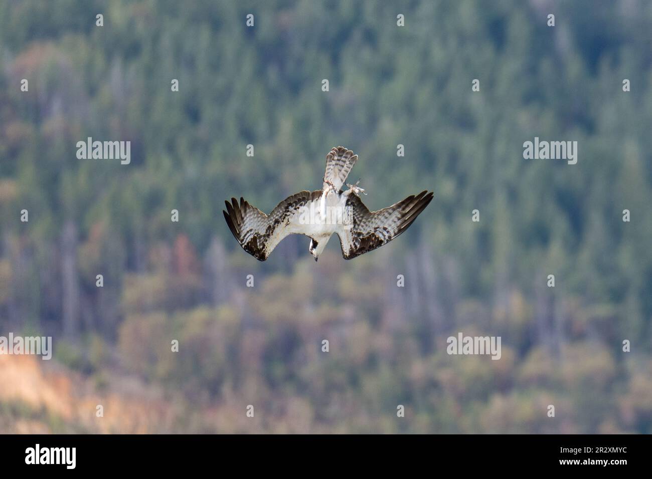 Osprey flying diving in flight. Ashland, Oregon Stock Photo - Alamy