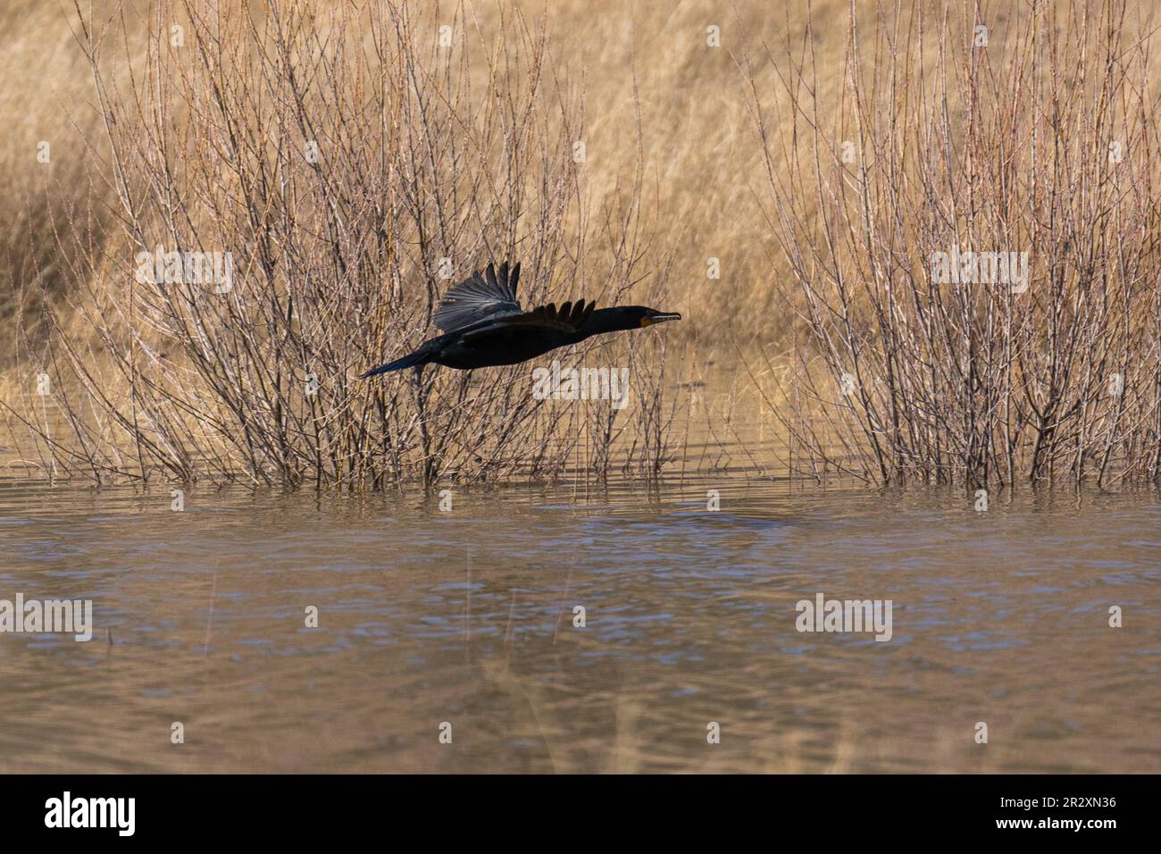 Double-crested Cormorant flying in flight. Emigrant Lake, Ashland ...