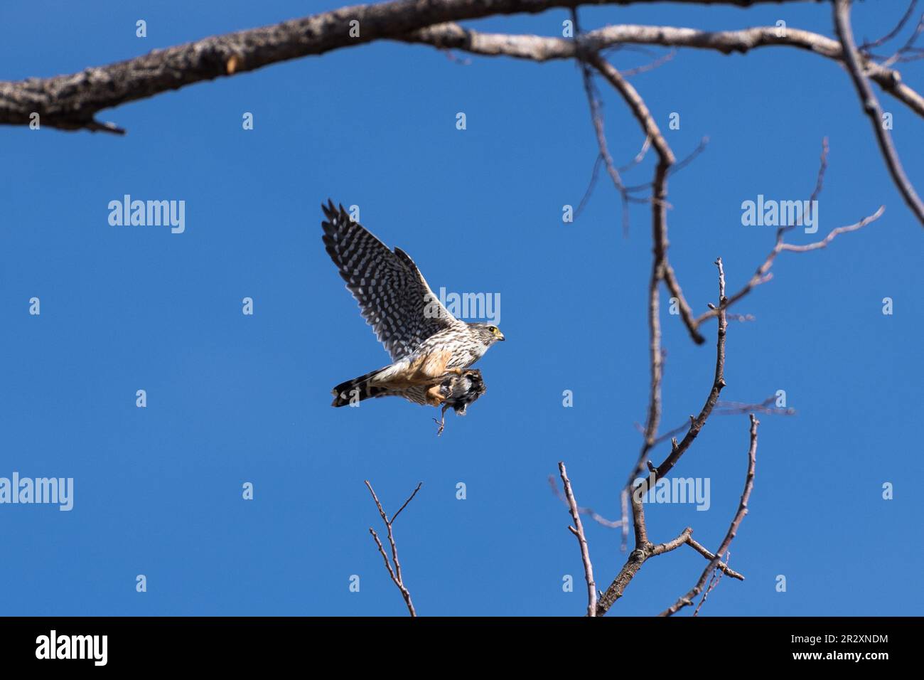 Merlin bird of prey raptor hi-res stock photography and images - Alamy