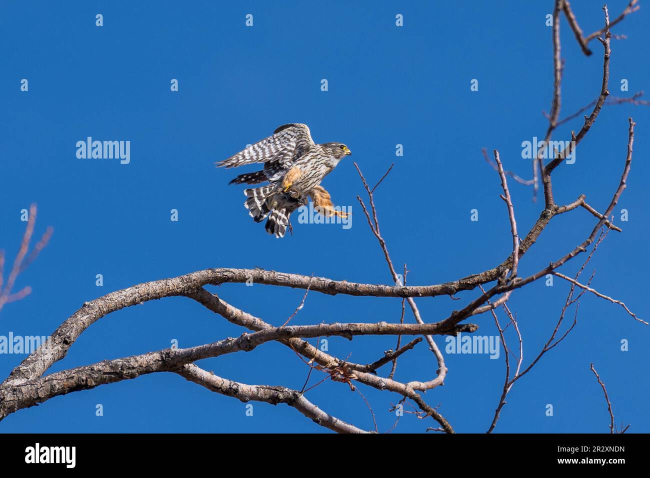 Merlin bird flying hi-res stock photography and images - Alamy