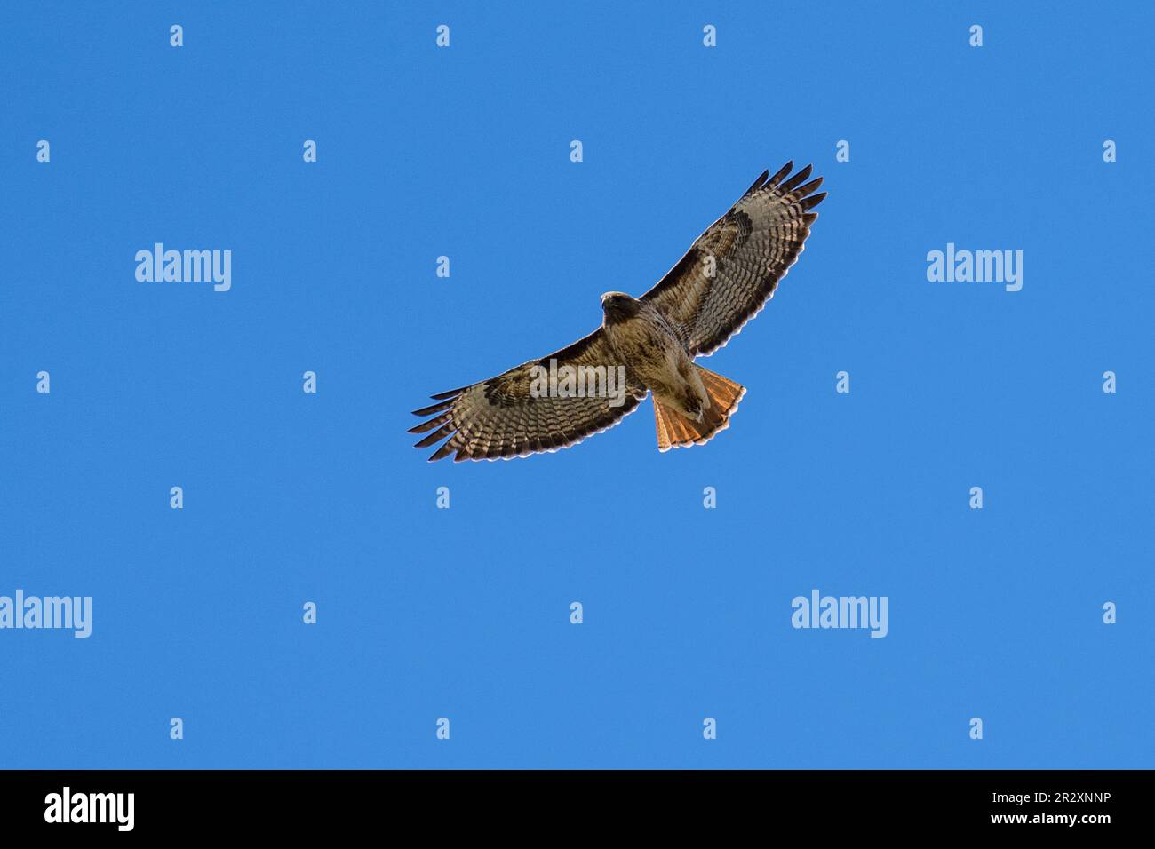 Red Tailed Hawk In Flight