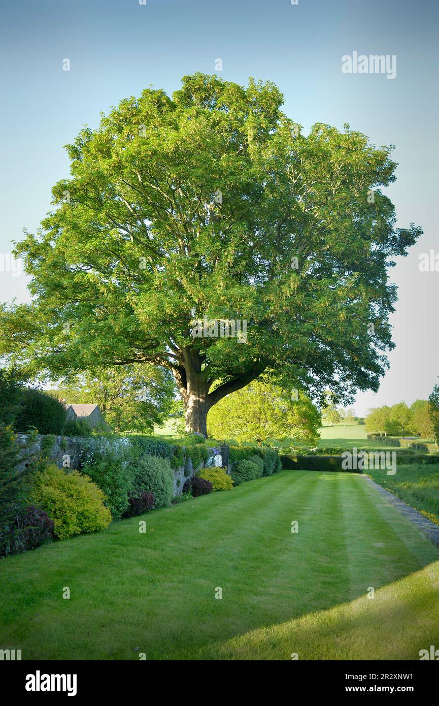 Sycamore tree garden hi-res stock photography and images - Alamy
