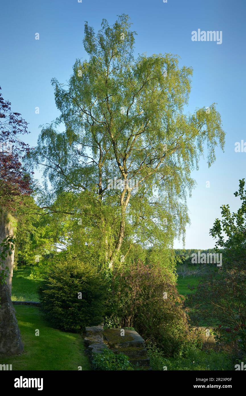 Tall Willow Tree Low Burton Masham North Yorkshire England UK Stock ...