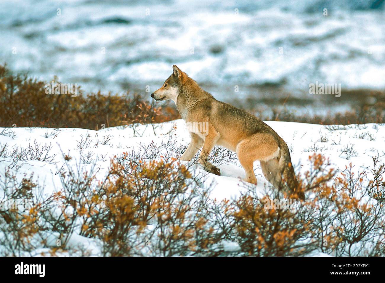 Denali national park wildlife hi-res stock photography and images - Alamy