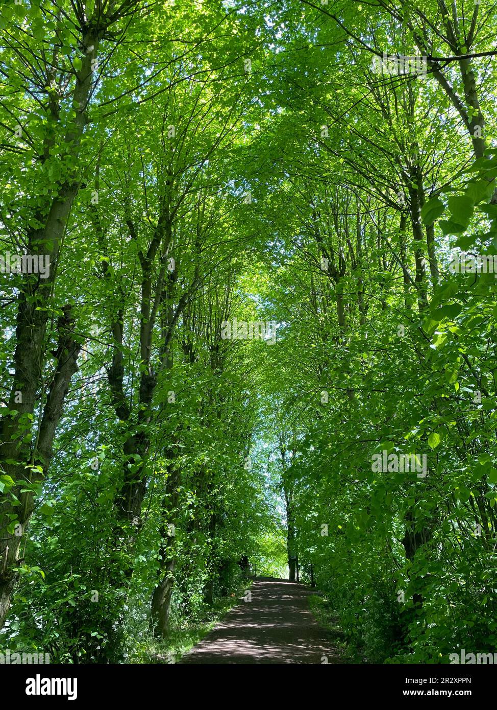 Sunlit tree lined pathway in Burton on Trent Washlands area May 2023 ...