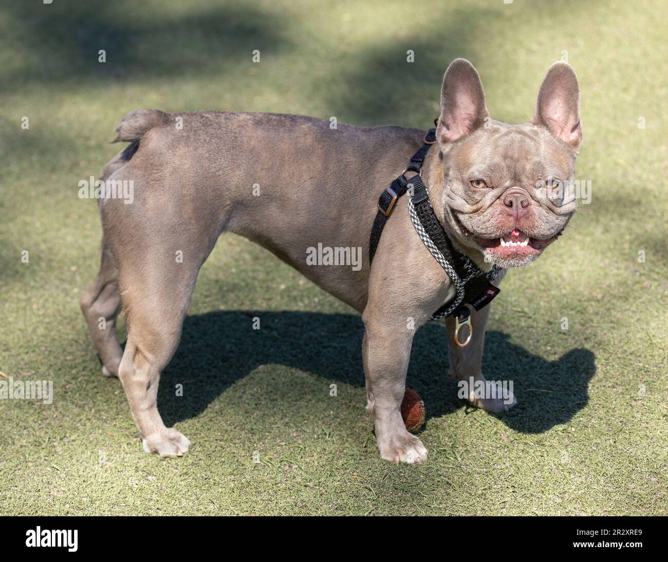 3-Years-Old Lilac Brindle Tan Merle Female Frenchie. Off-leash dog park ...