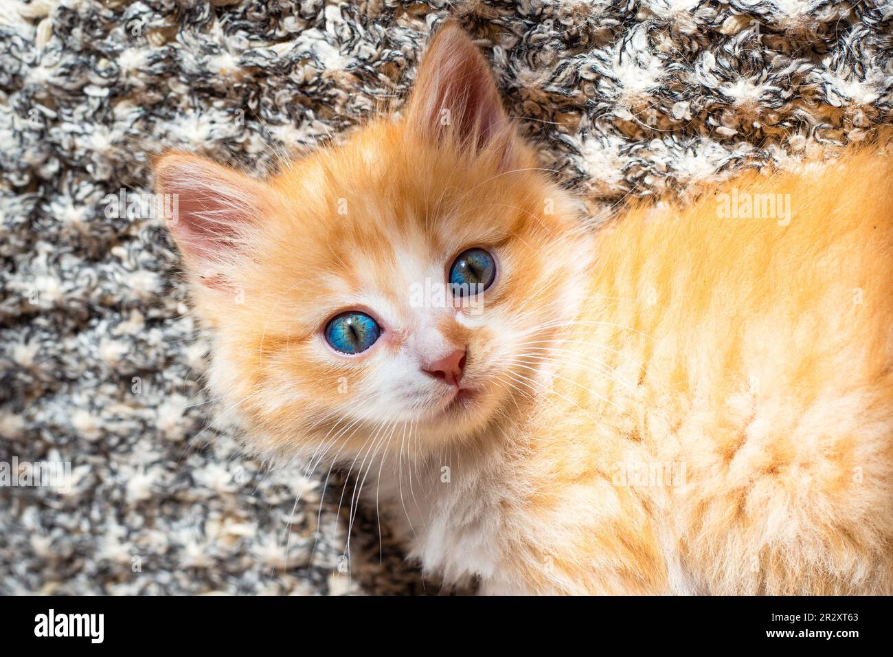 little cute red kitten with blue eyes on the mat. Favorite pets ...