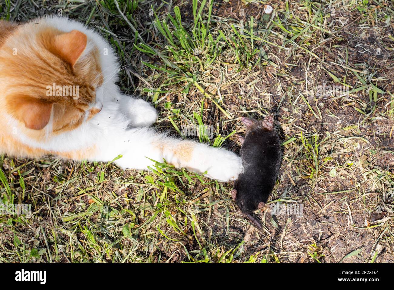 the cat caught the mole and holds it with its paw, in the summer in the ...