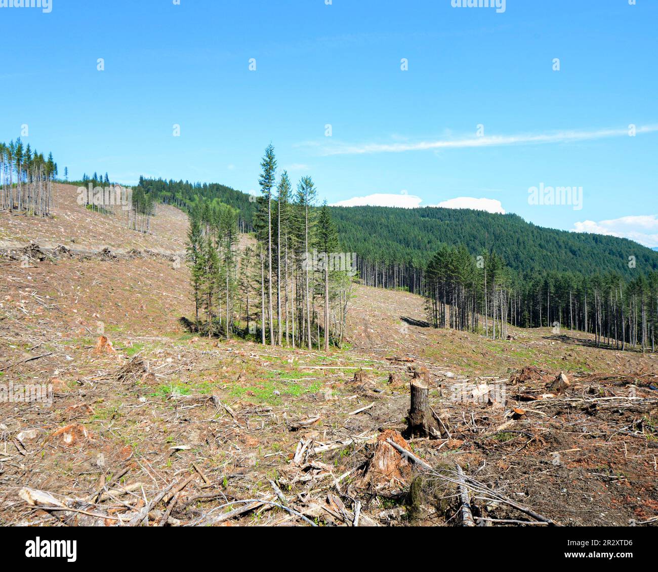 Forest deforestion in logging area Stock Photo - Alamy