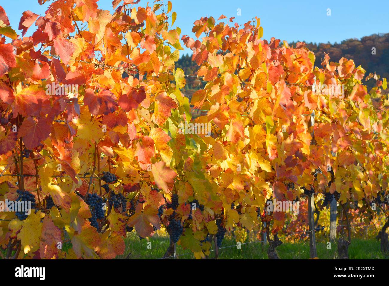 Colorful grape leaves hi-res stock photography and images - Alamy