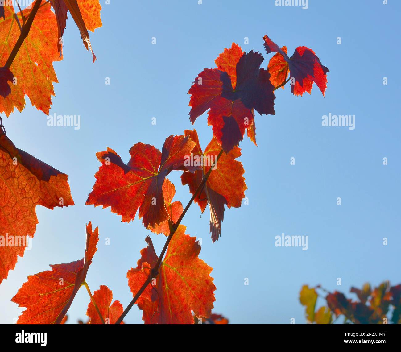 Colourful vine hi-res stock photography and images - Alamy