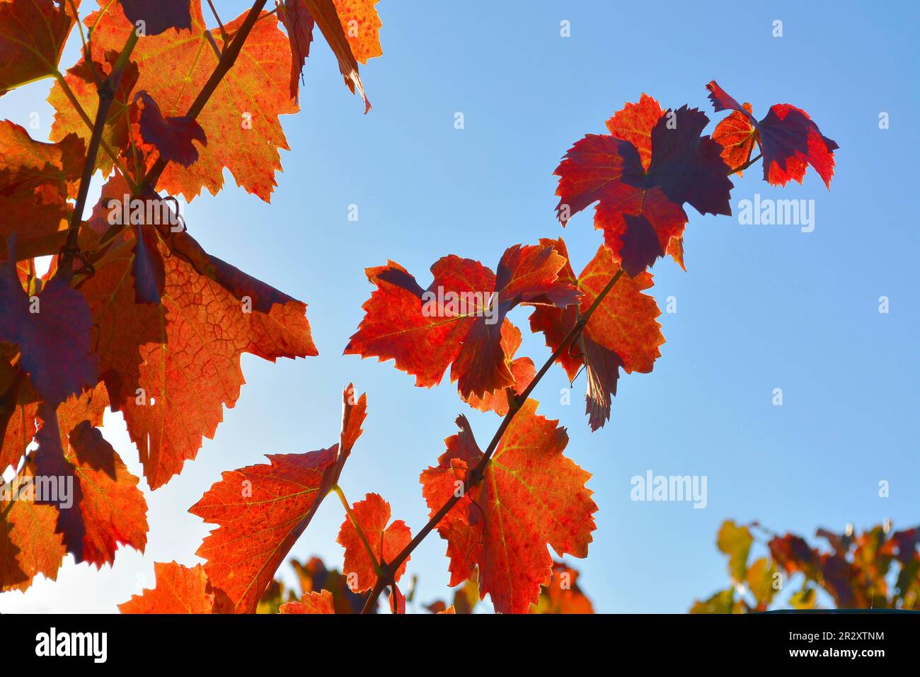Colourful vine leaves Vine leaves Stock Photo - Alamy