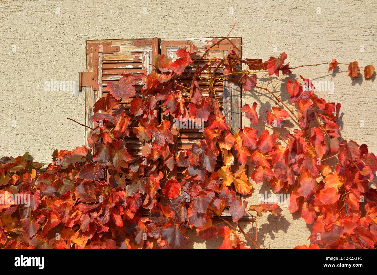 Red grape leaves in autumn at vineyard hut, overgrown window with vine ...