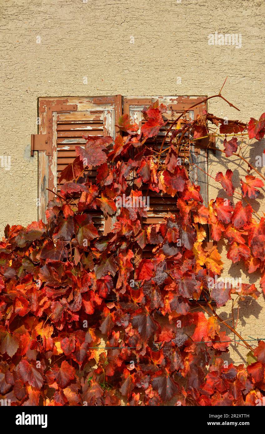 Red grape leaves in autumn at vineyard hut, overgrown window with vine ...