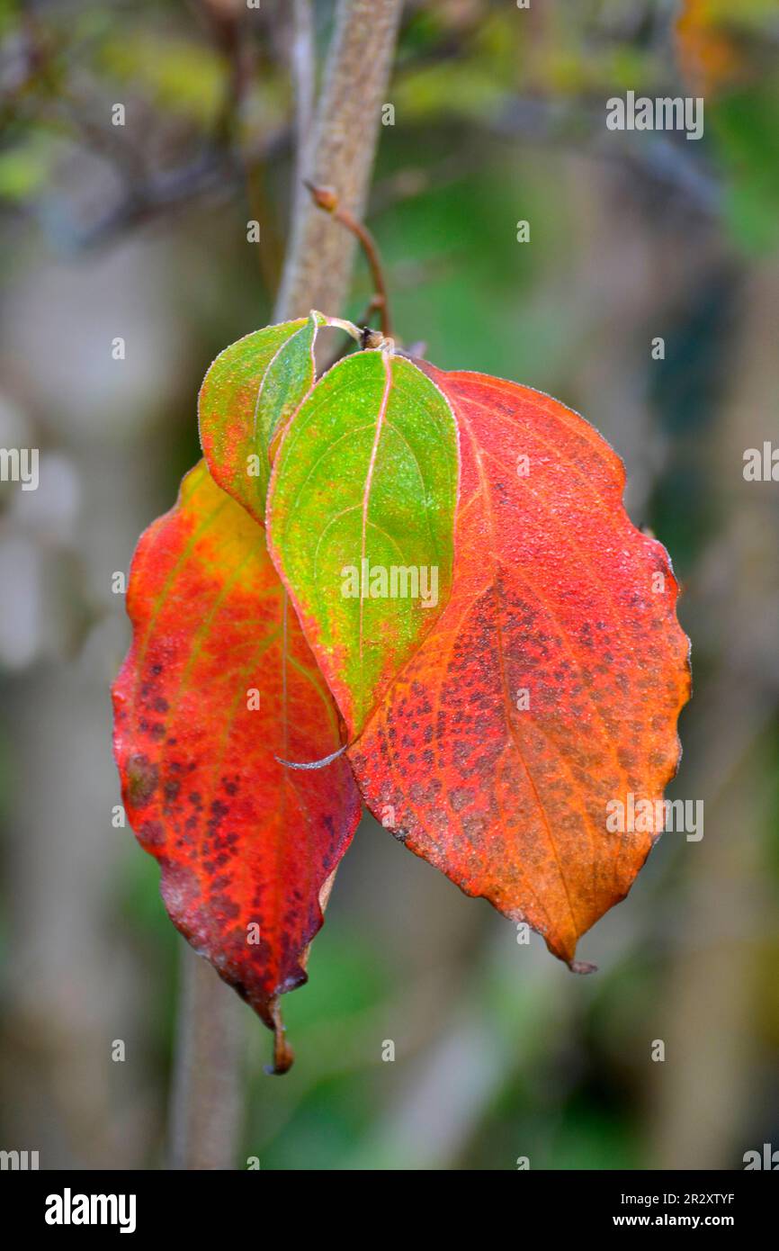 Dogwood leaves hi-res stock photography and images - Alamy