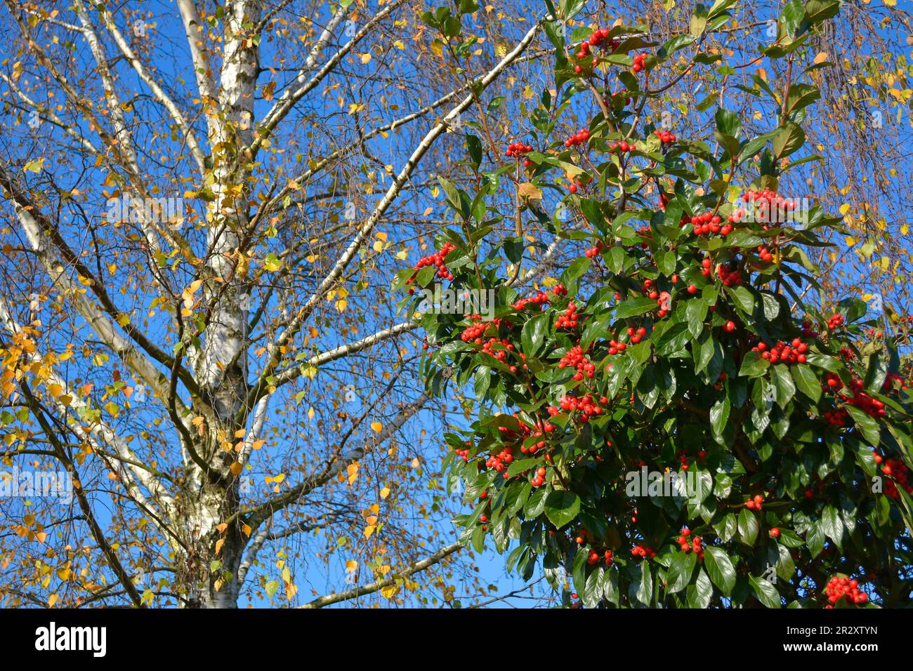 Shrub with red fruits in autumn with birch Stock Photo - Alamy
